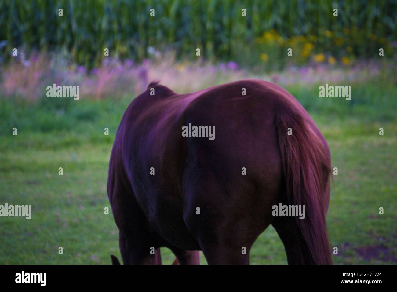 Back view of a horse in the field Stock Photo - Alamy