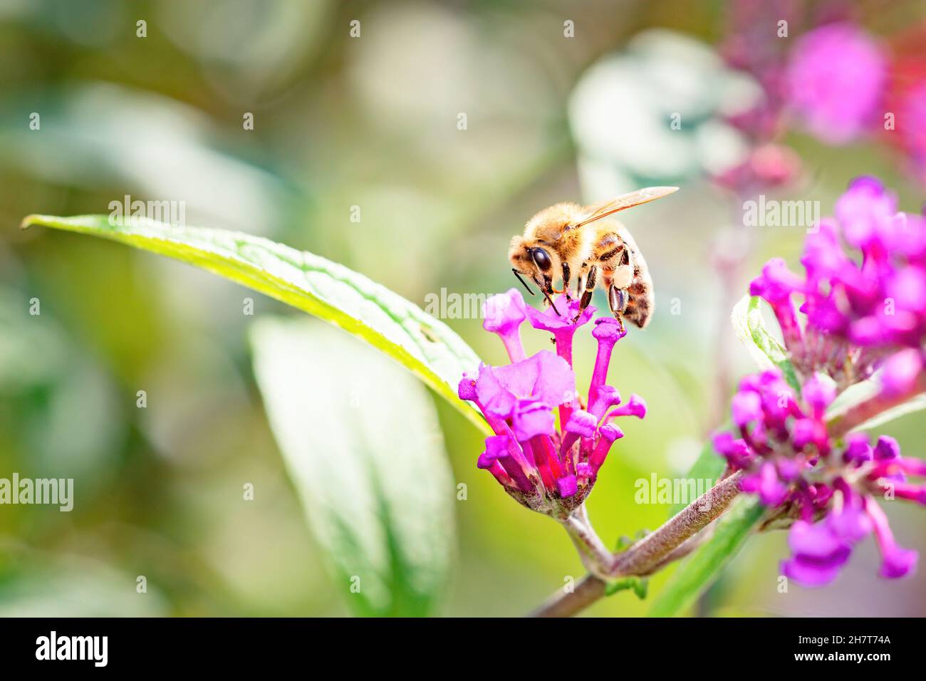 Closeup of a bee pollinating from a beautiful pink clover Stock Photo ...
