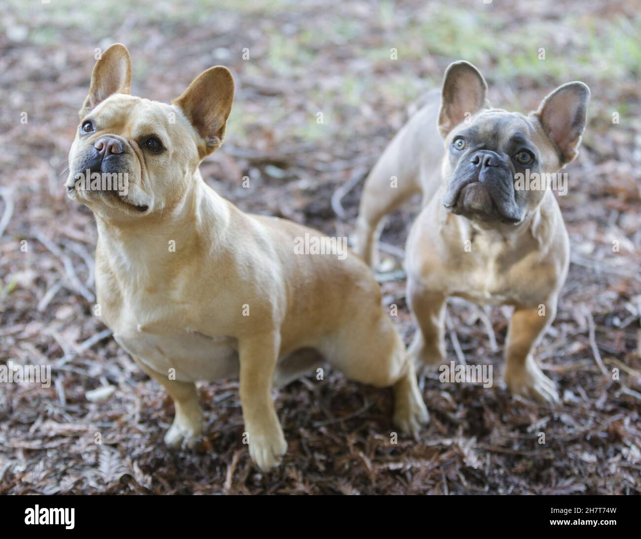 Frenchie puppies hi-res stock photography and images - Alamy