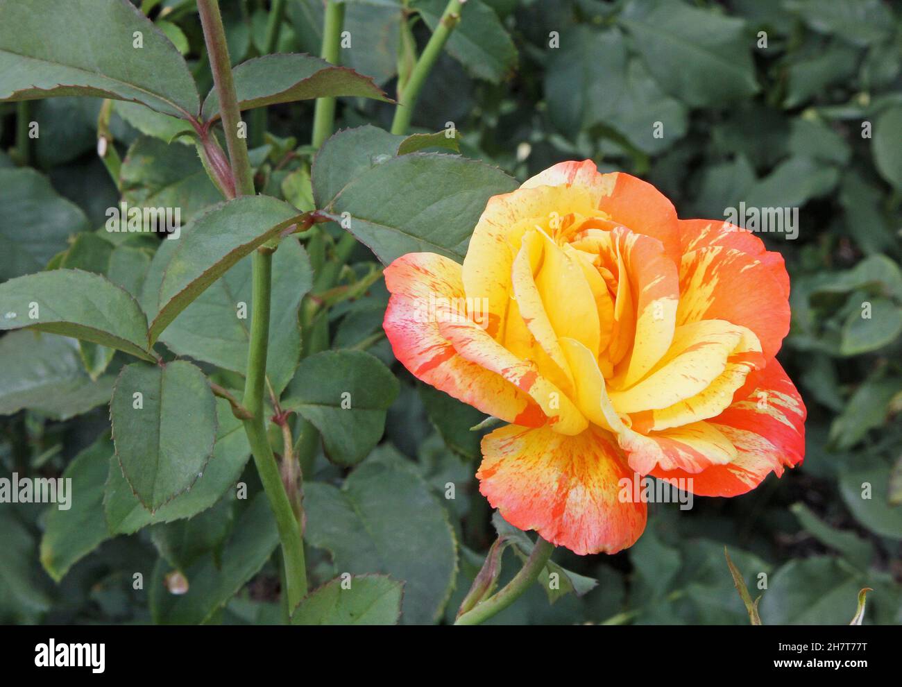 Plant of rose hi-res stock photography and images - Alamy