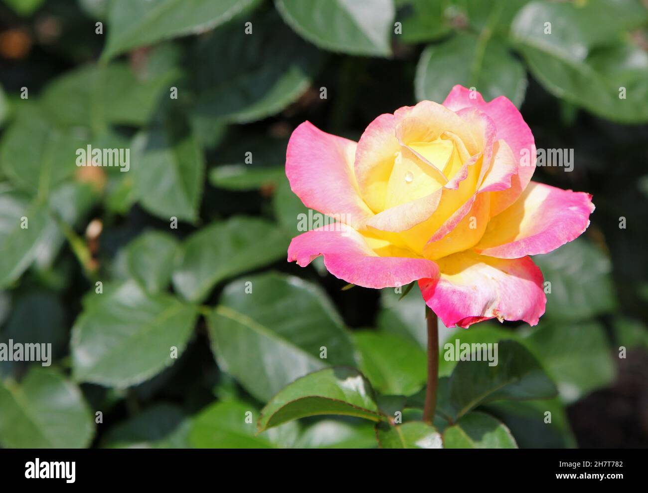 Plant of rose hi-res stock photography and images - Alamy