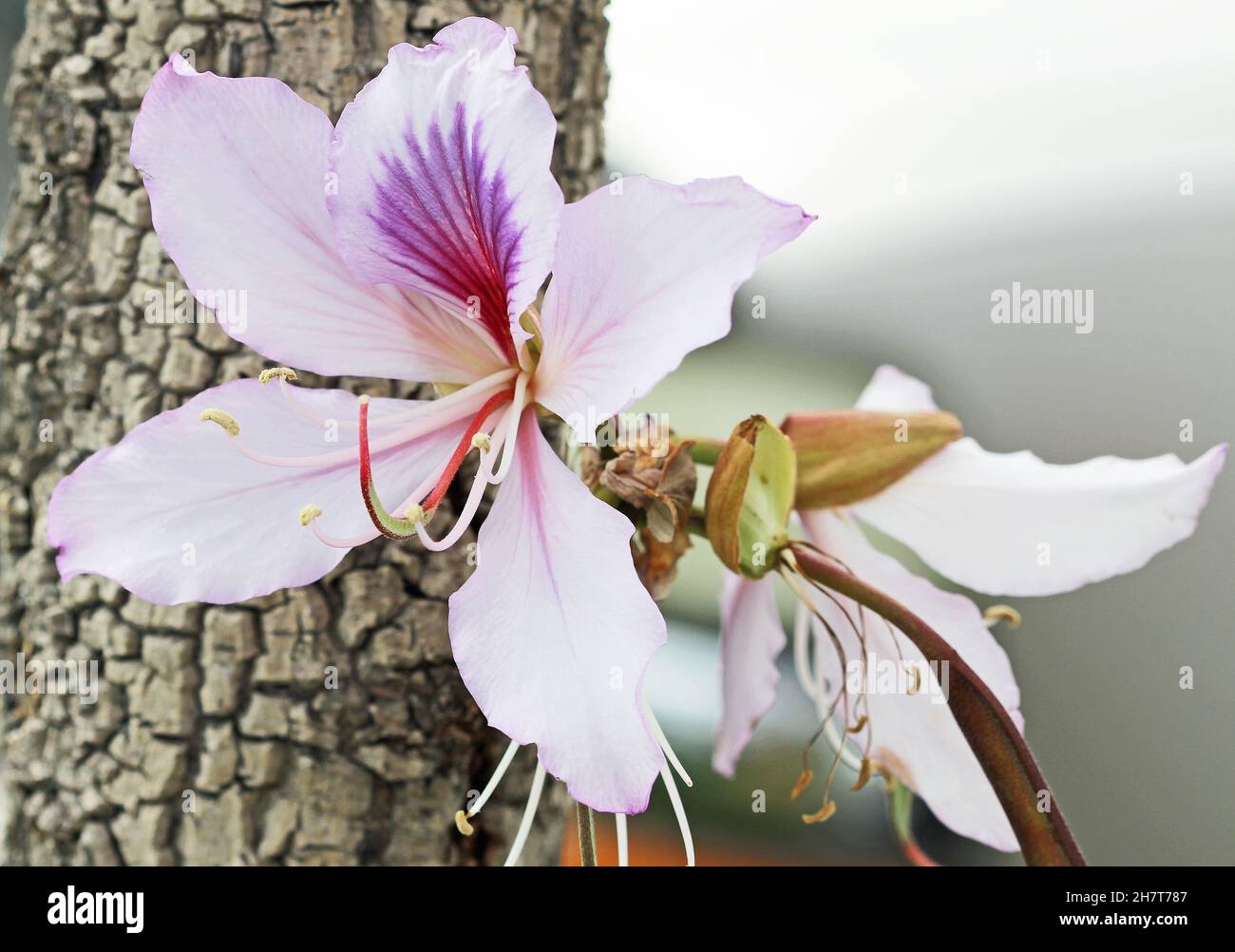 Hong Kong Orchid tree flower Stock Photo - Alamy