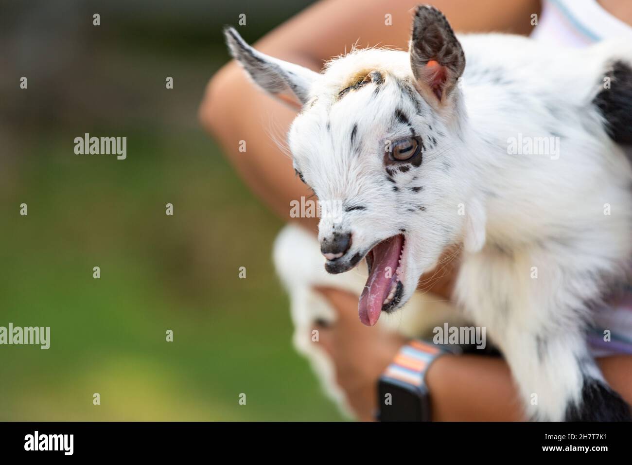 A disbudded white Nigerian Dwarf goat kid cries while being held Stock ...