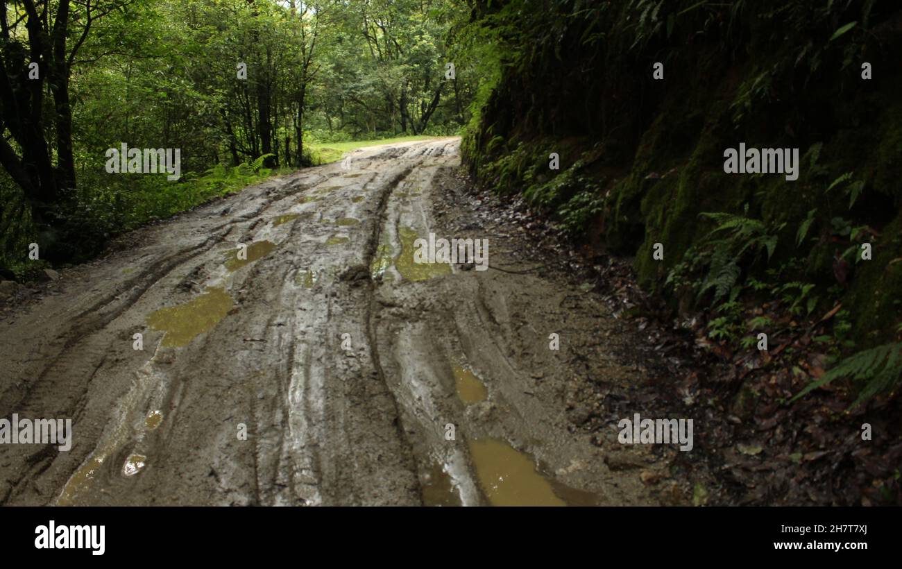 Muddy wet pathway with puddles passing through the forest Stock Photo ...