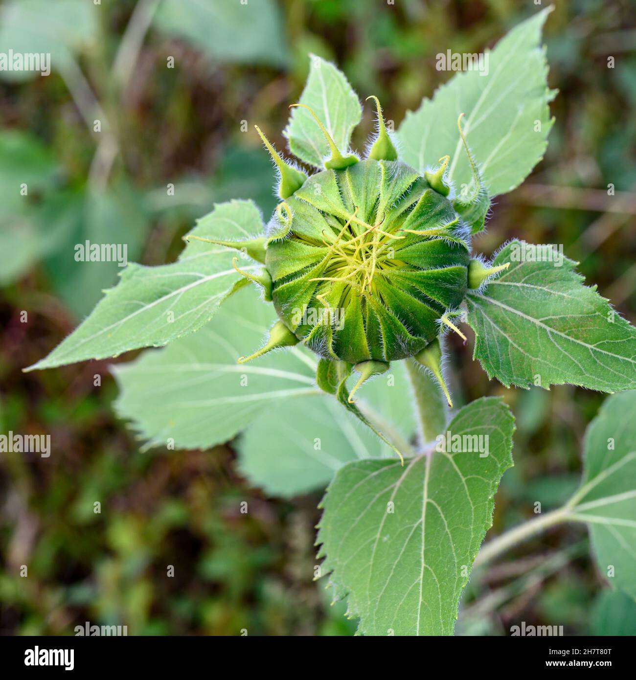 Unopened sunflower hi-res stock photography and images - Alamy