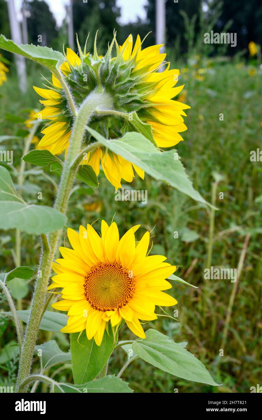 Two sunflowers looking in different directions in the field Stock Photo ...