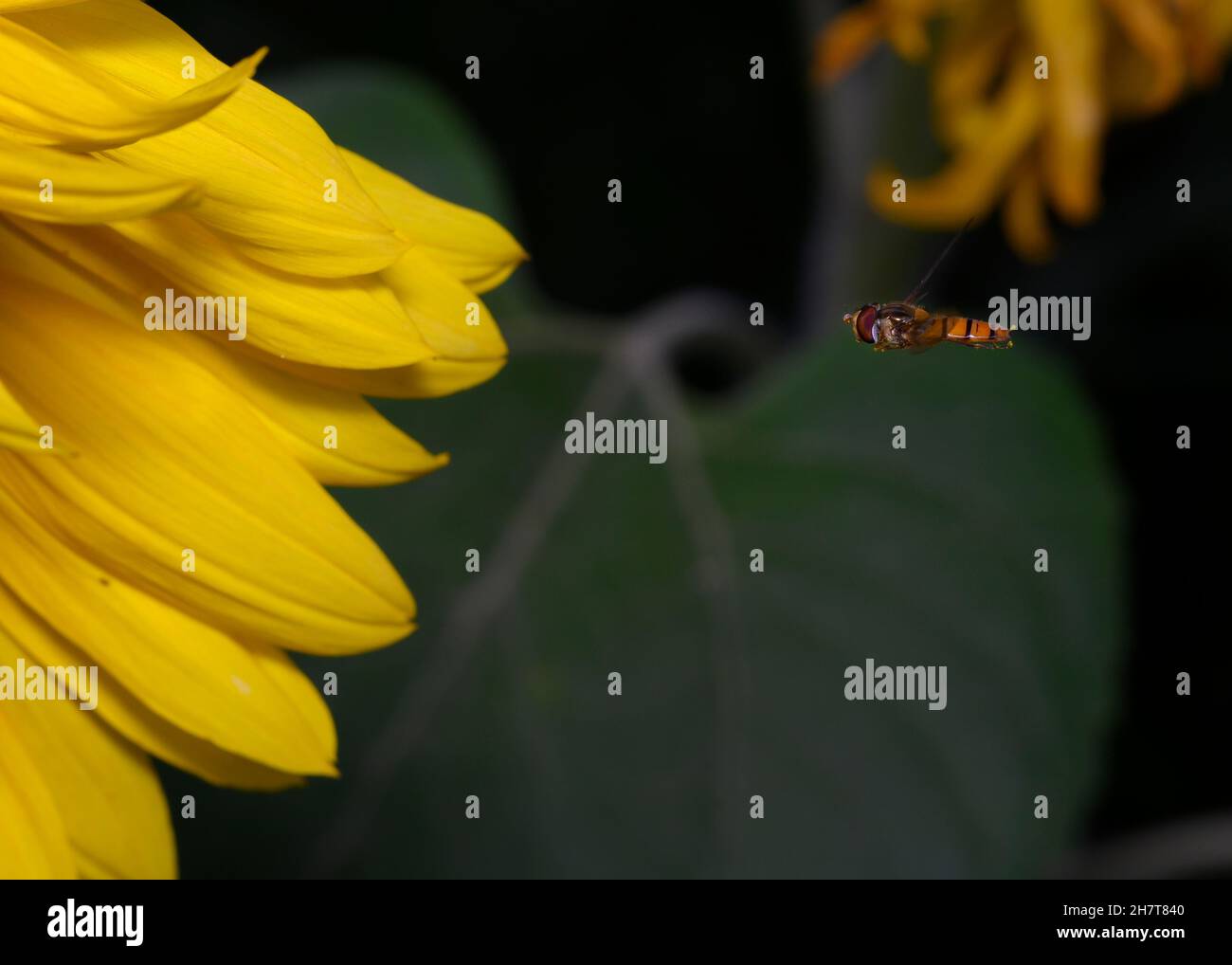 A close-up view of a wasp flying up to a sunflower flower Stock Photo ...