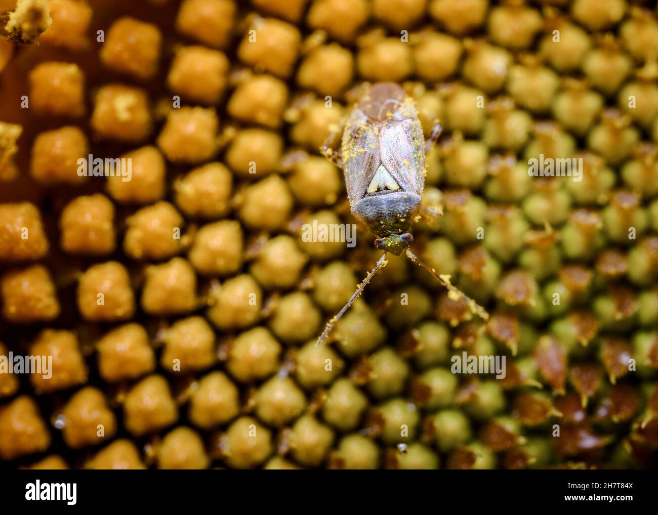 Close-up view of a beetle in the core of a sunflower flower Stock Photo ...