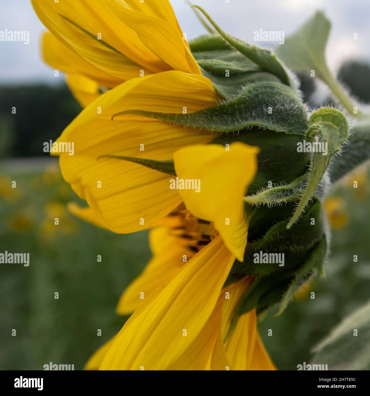 Side view of a sunflower hi-res stock photography and images - Alamy