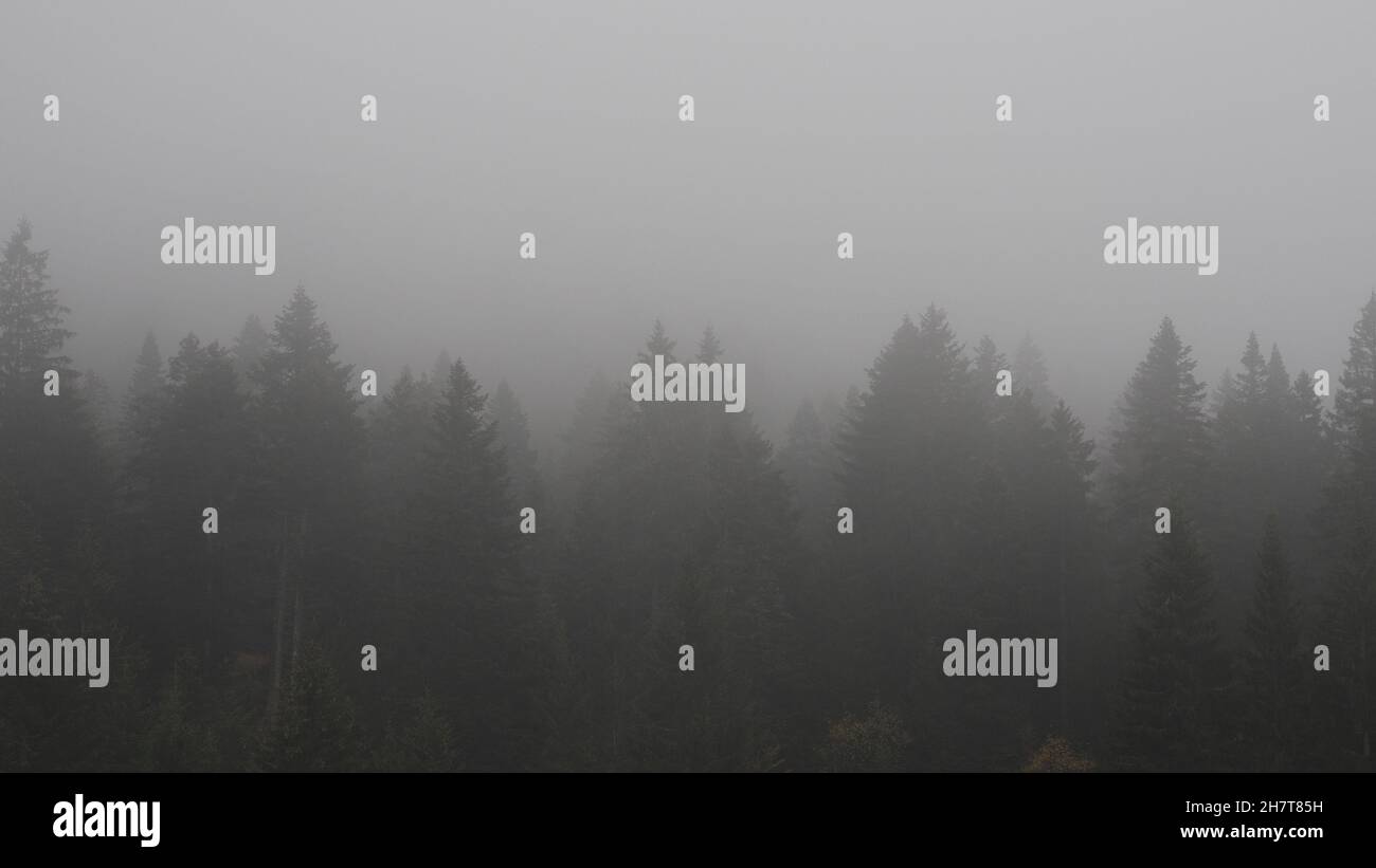 Landscape of a forest covered in pine trees and fog on a gloomy day ...