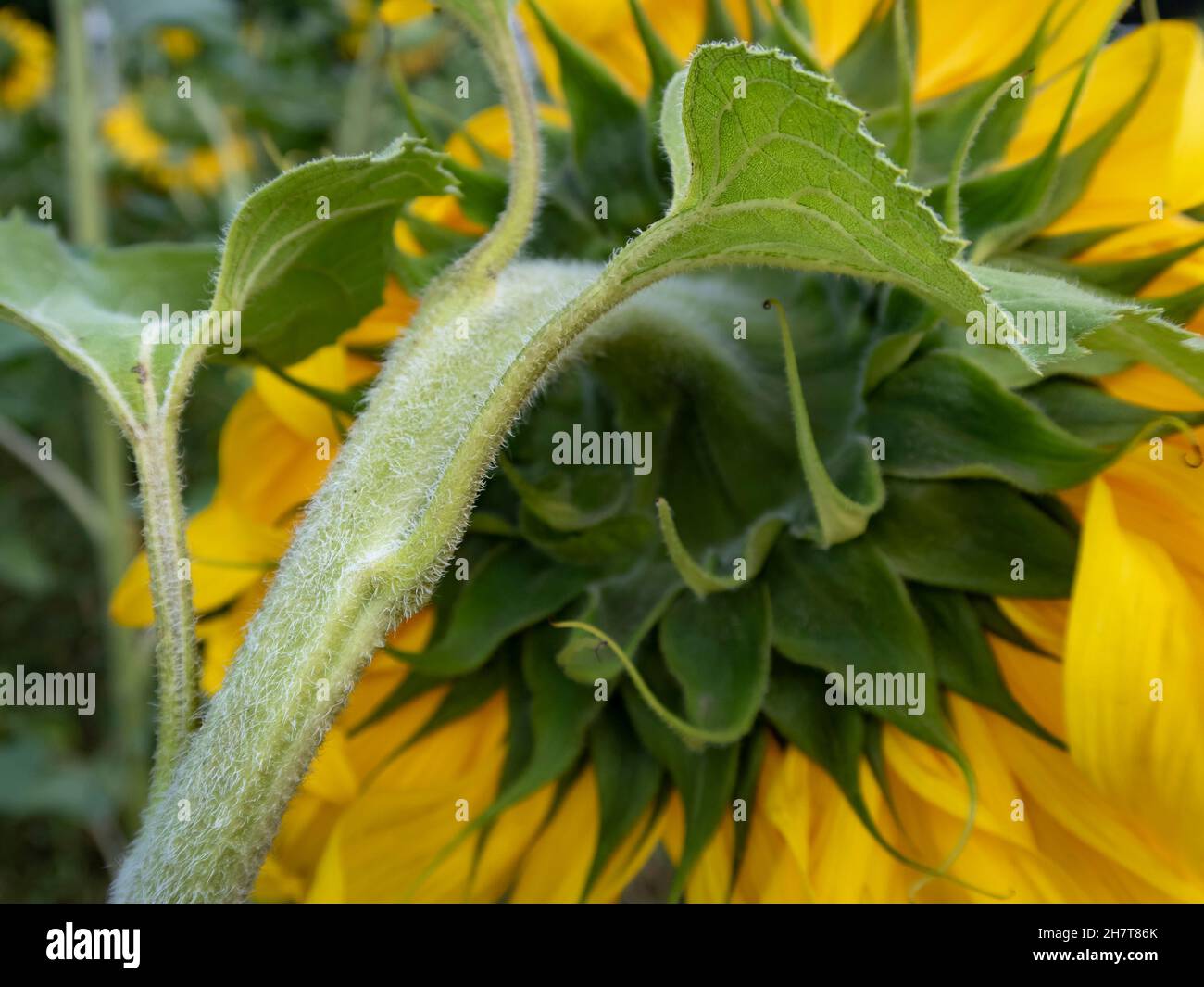 Close-up view of the sunflower stem and leaf behind the flower Stock ...