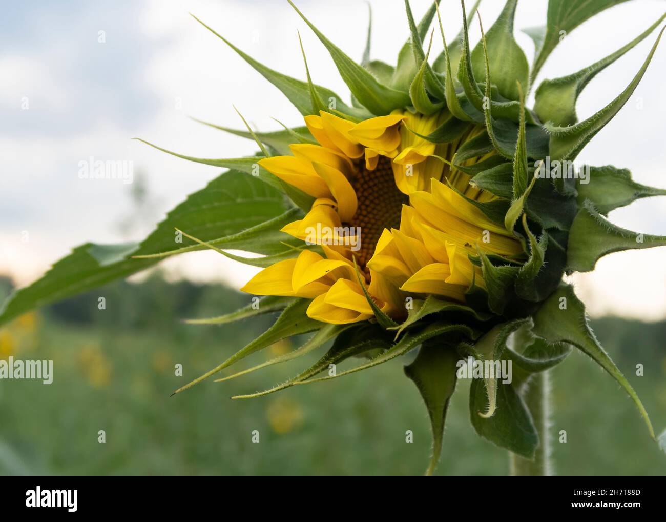 Half a sunflower hi-res stock photography and images - Alamy