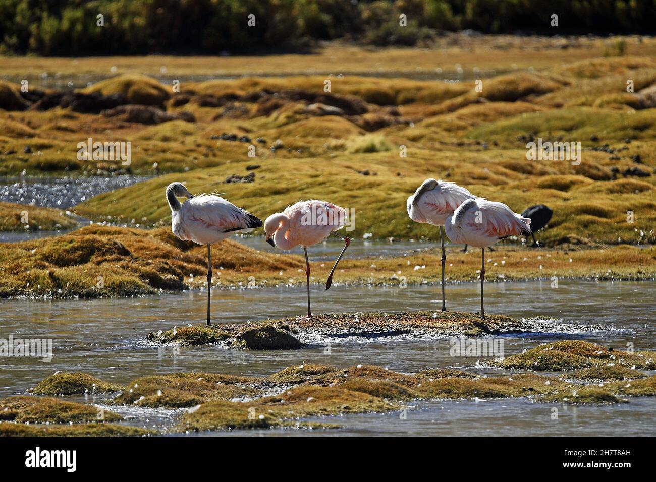 Closeup of flamingos in a pond surrounded by the grass on a sunny day ...