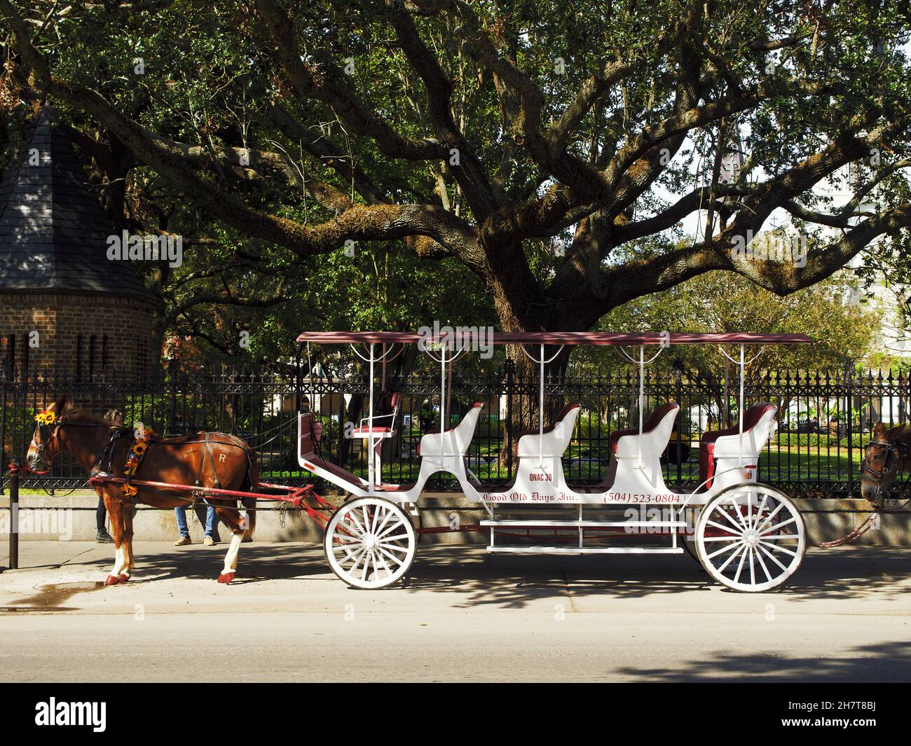 NEW ORLEANS, UNITED STATES - Nov 03, 2021: A closeup of a mule-drawn ...