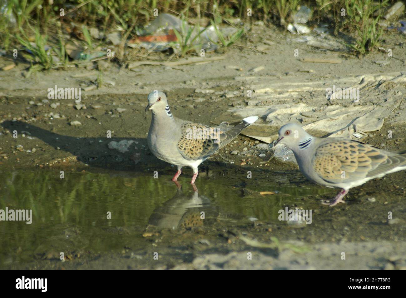 Doves eurasian turtle dove hi-res stock photography and images - Alamy