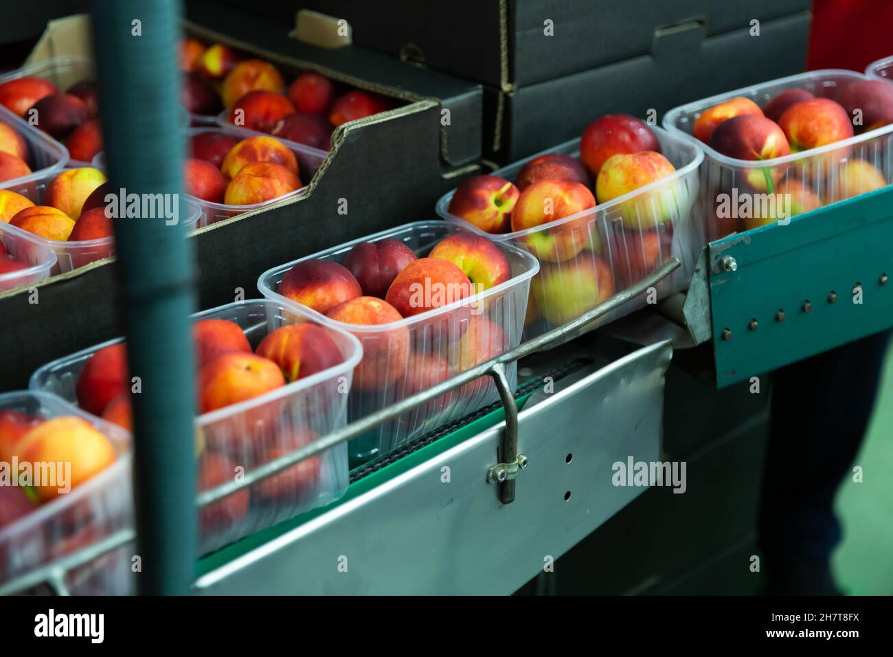 Peaches in plastic containers on packing conveyor belt Stock Photo - Alamy