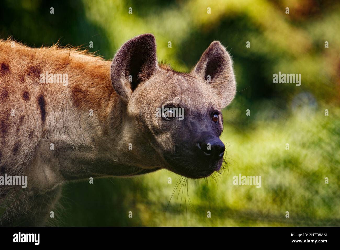 Angry hyena hi-res stock photography and images - Alamy
