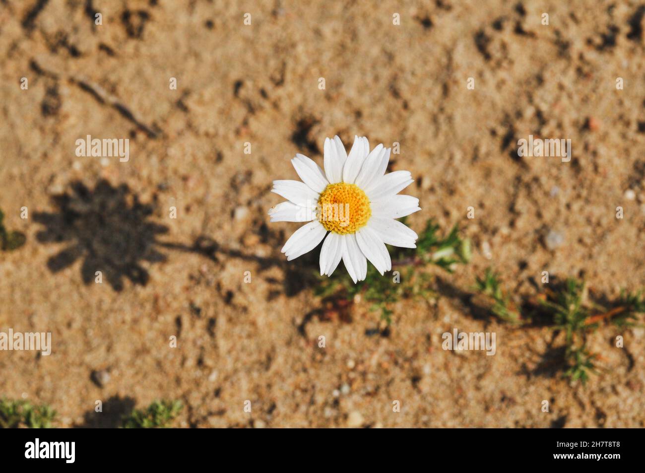 Top view of Common daisy on the ground Stock Photo - Alamy
