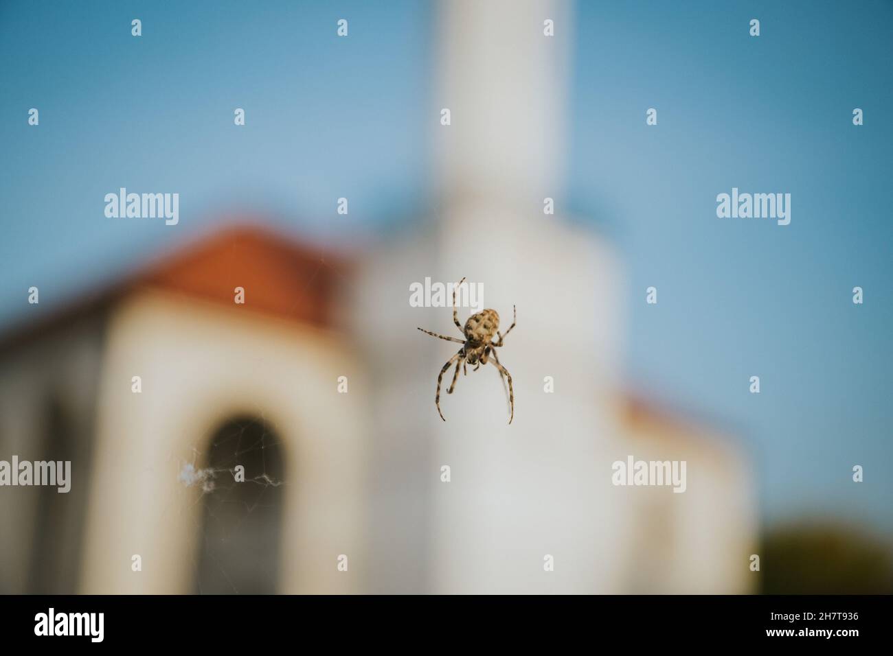 Closeup of a spider hanging from a spiderweb Stock Photo - Alamy