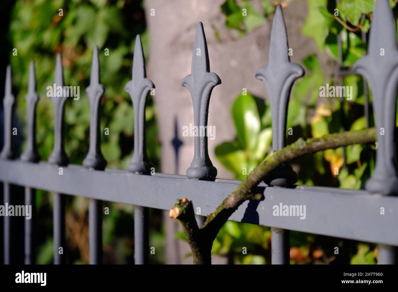 Closeup of the tree growing through the black painted metal fence Stock ...