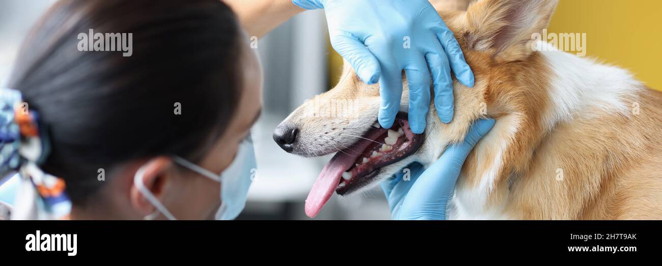 Veterinarian doctor examines dog oral cavity in clinic closeup Stock ...