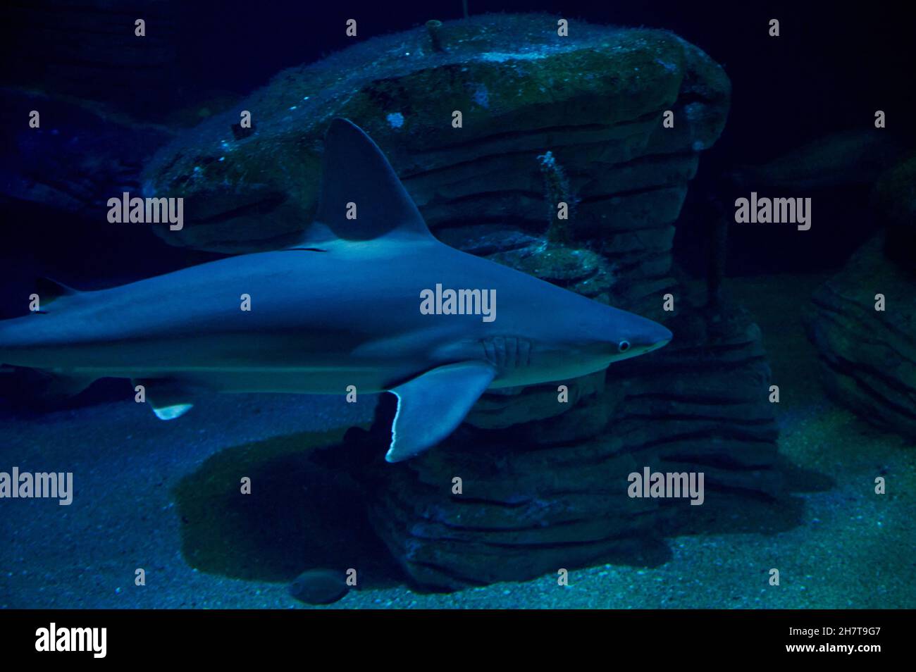 Closeup of a shark swimming deep underwater Stock Photo - Alamy
