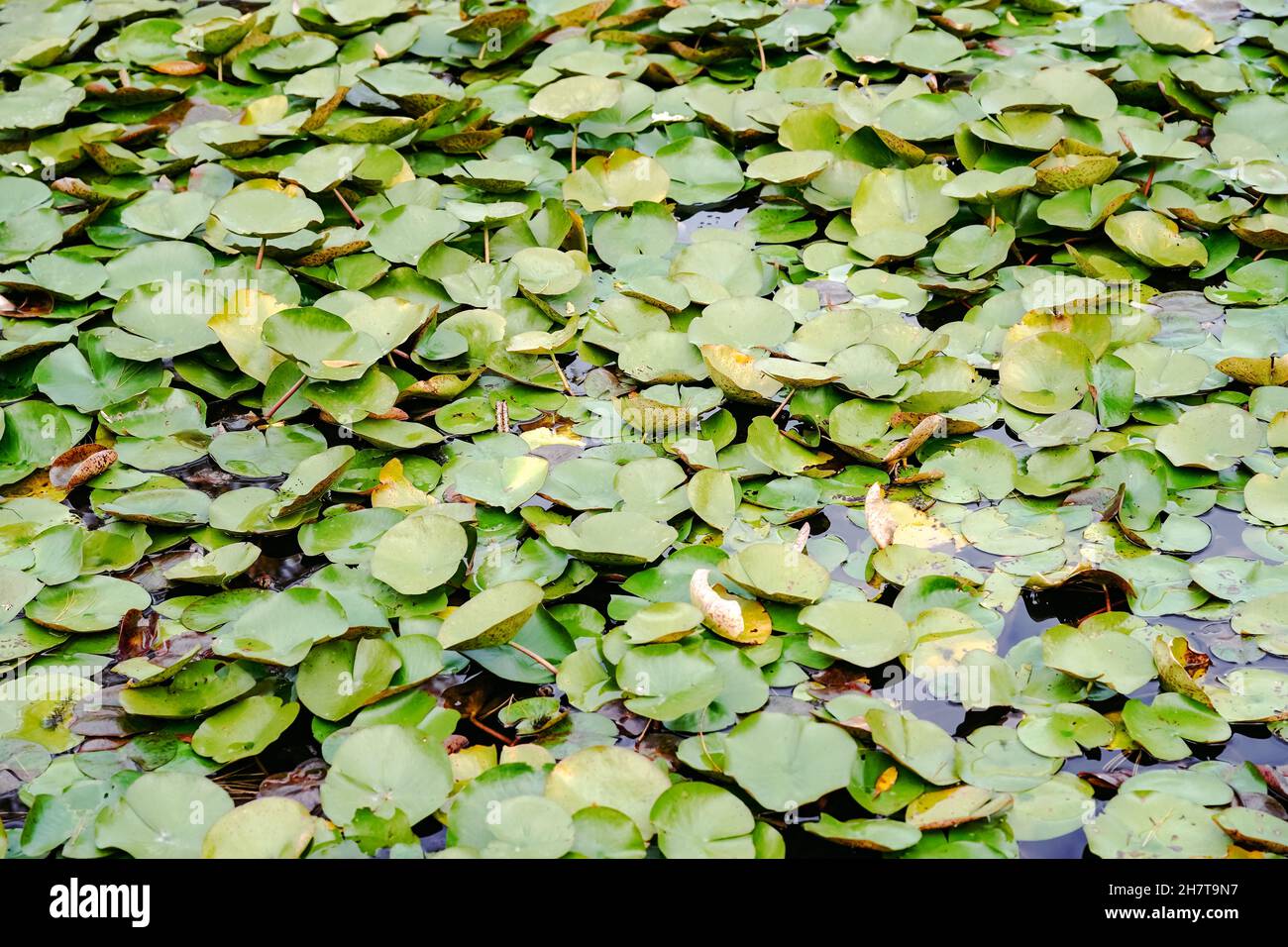 European frogbit hi-res stock photography and images - Alamy