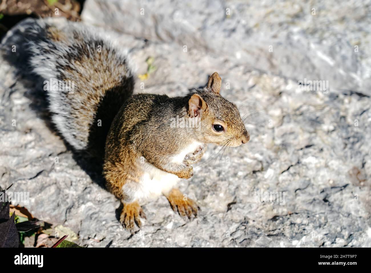 High angle shot of a bushy-tailed squirrel standing on the rock under ...