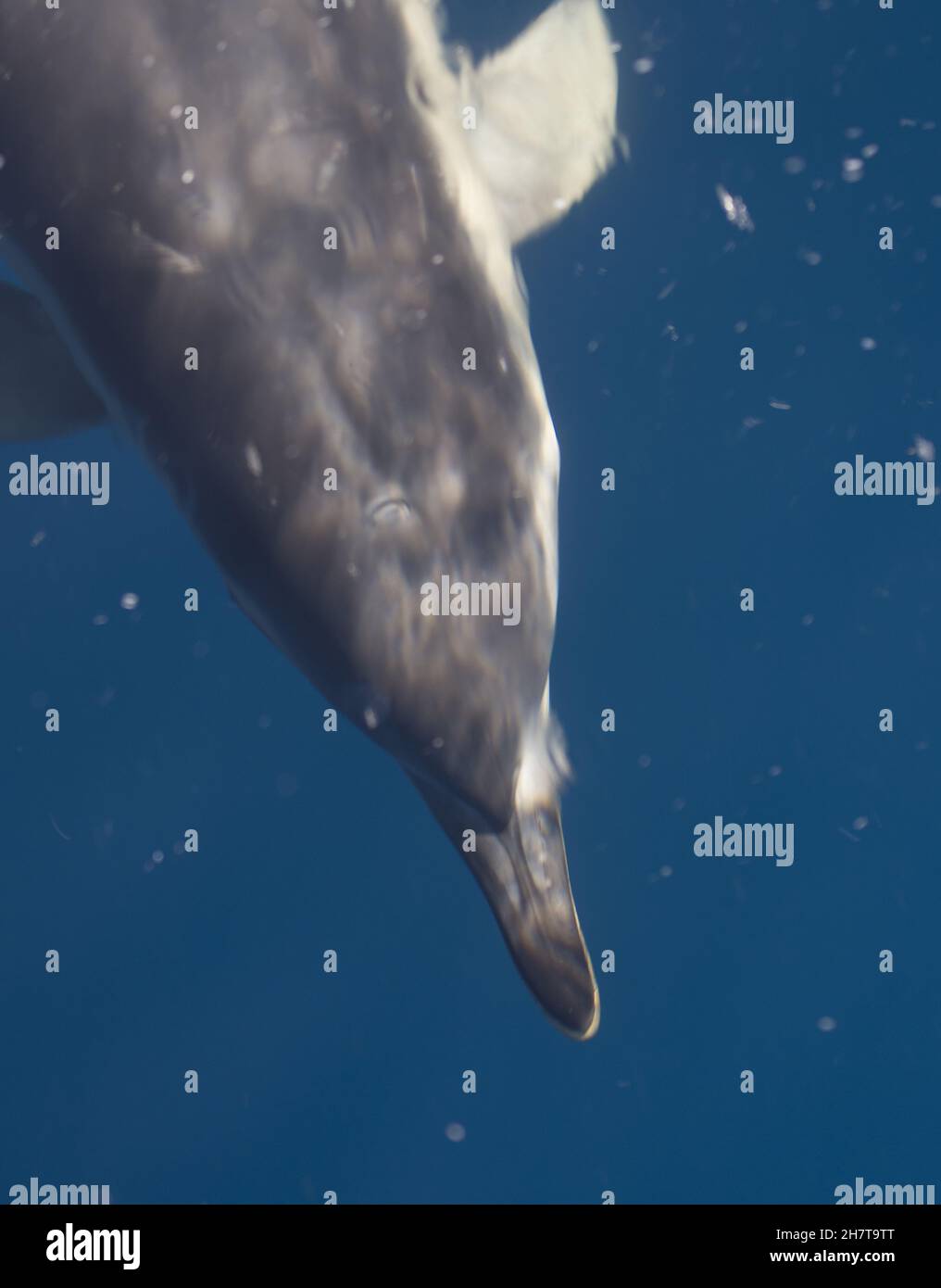 Dolphin swimming fast underwater Stock Photo - Alamy