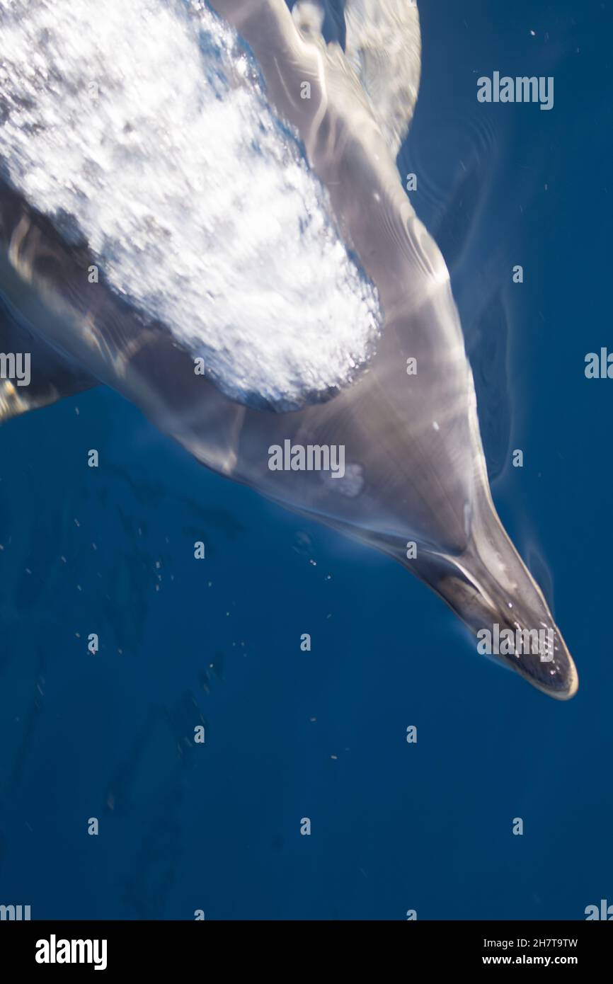 Dolphin swimming fast underwater Stock Photo - Alamy