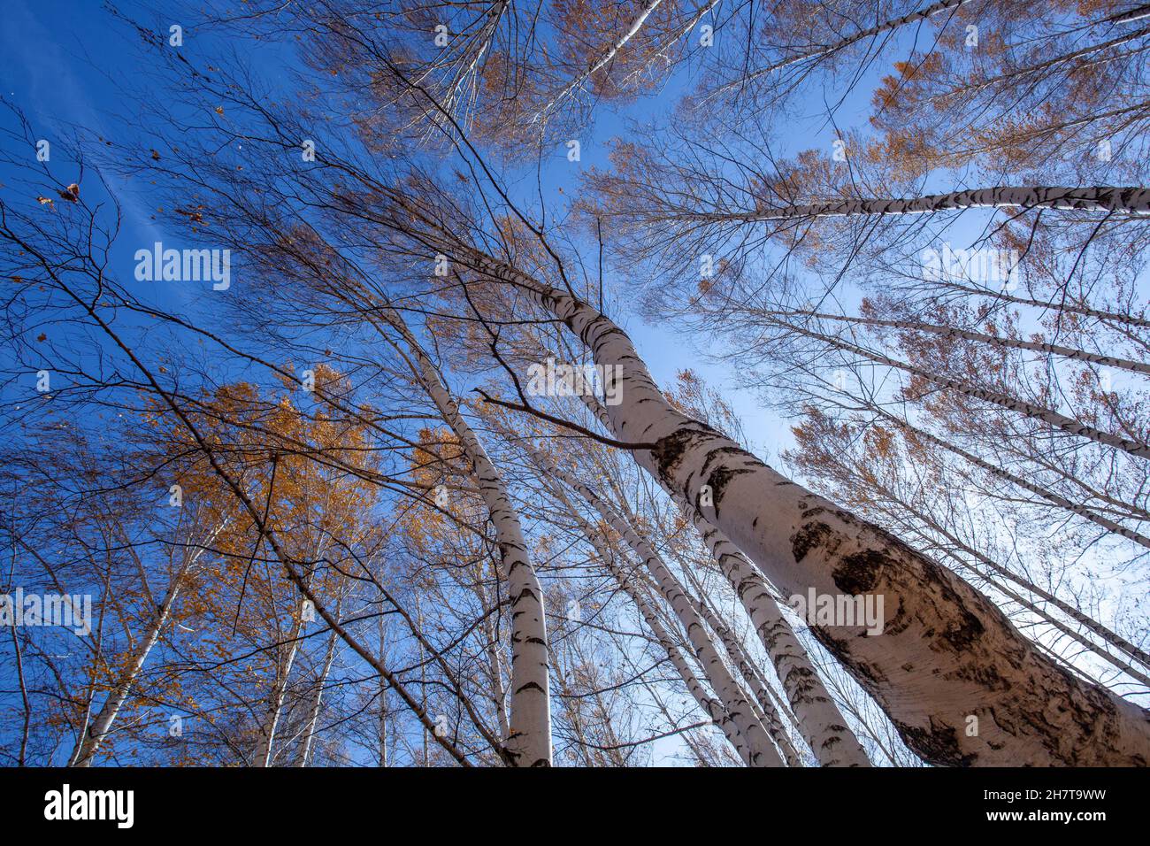 Birch rod hi-res stock photography and images - Alamy