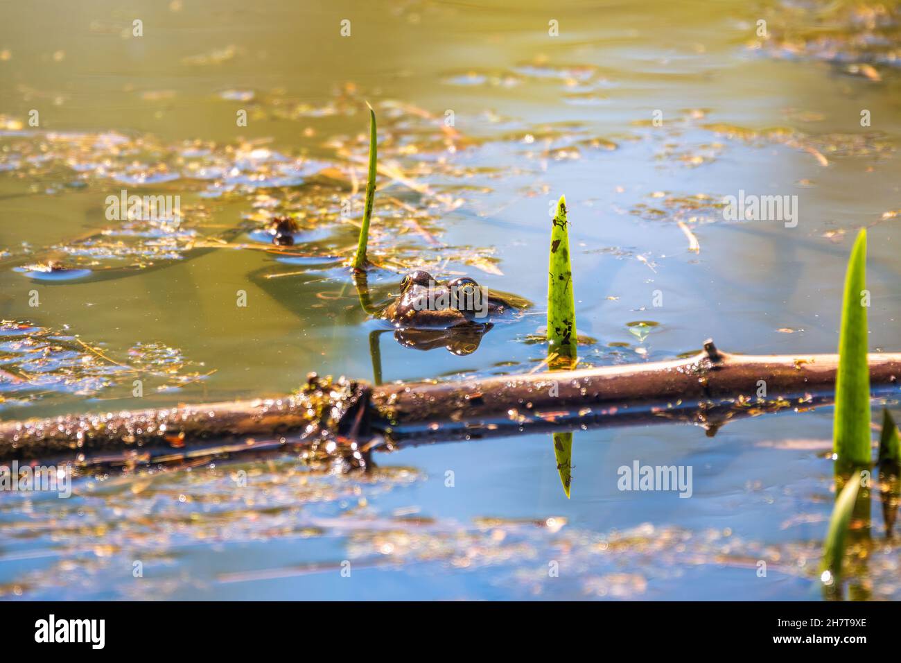 A large green frog swims in the marsh. Detailed image of a frog in ...