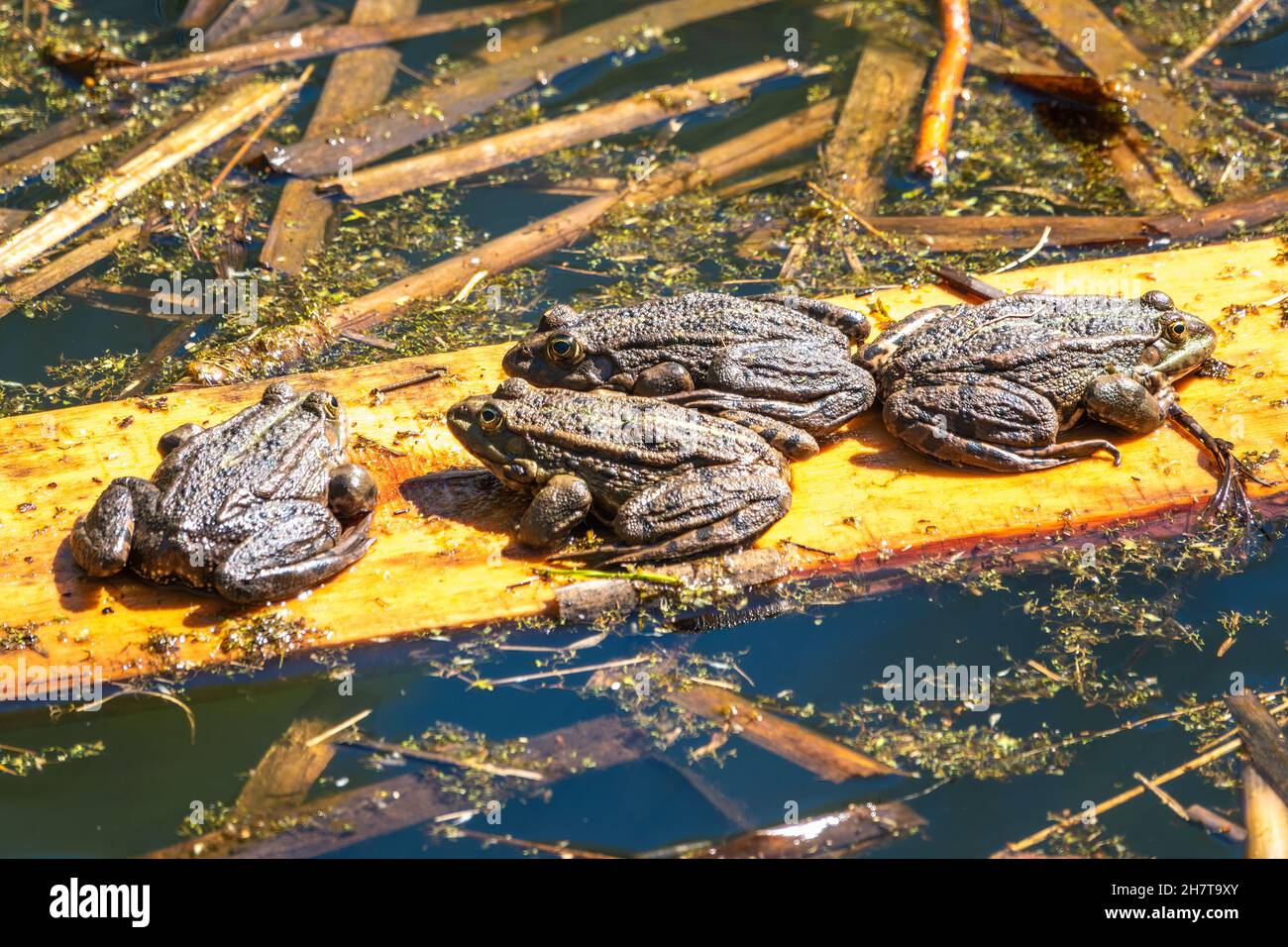 A large green frog with puffy cheeks sits in the marsh Stock Photo - Alamy