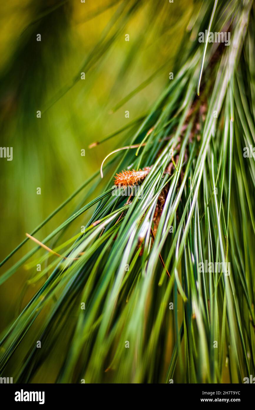 Tree brench hi-res stock photography and images - Alamy