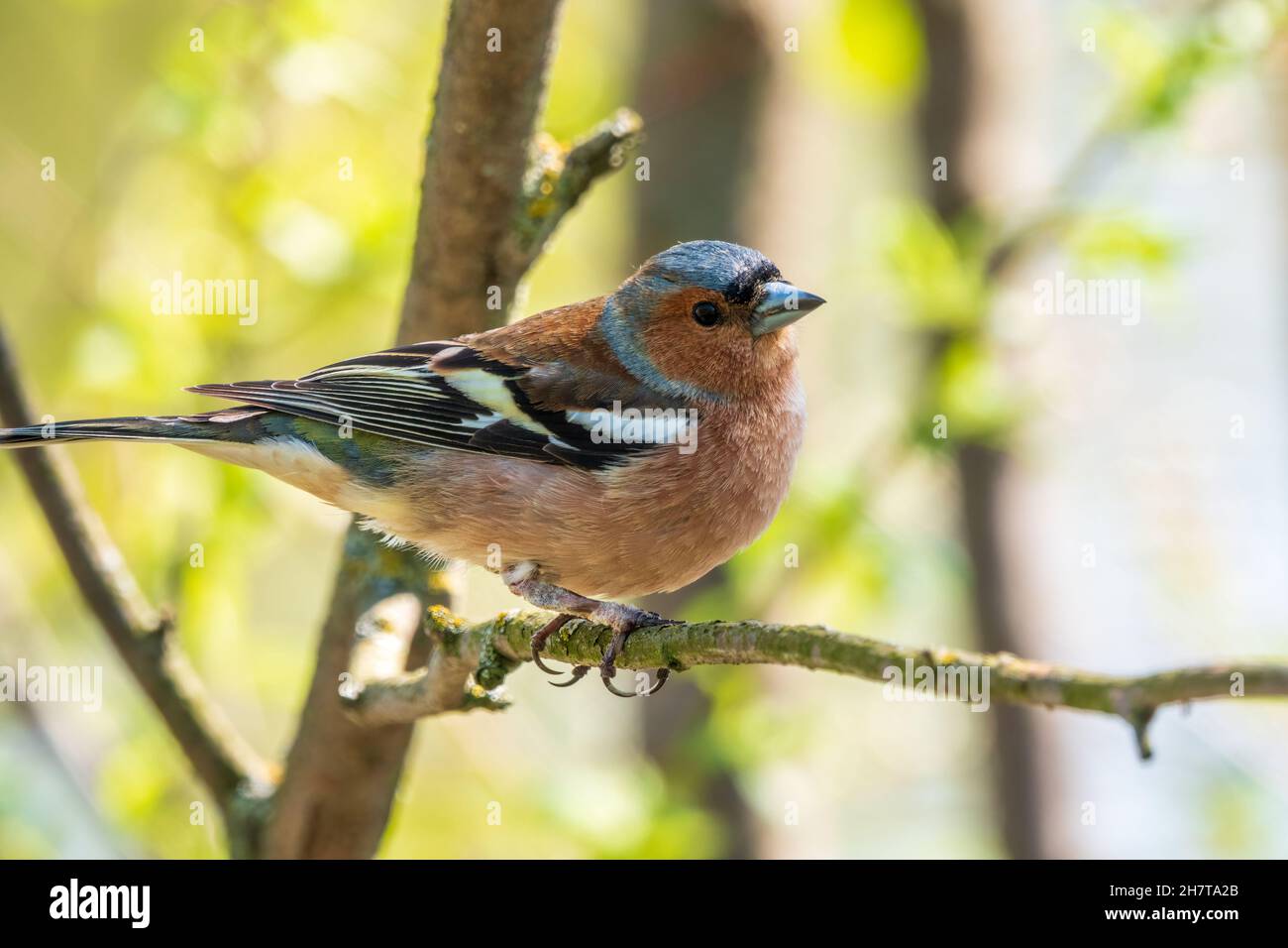 Common chaffinch sits on a branch in spring on green background ...