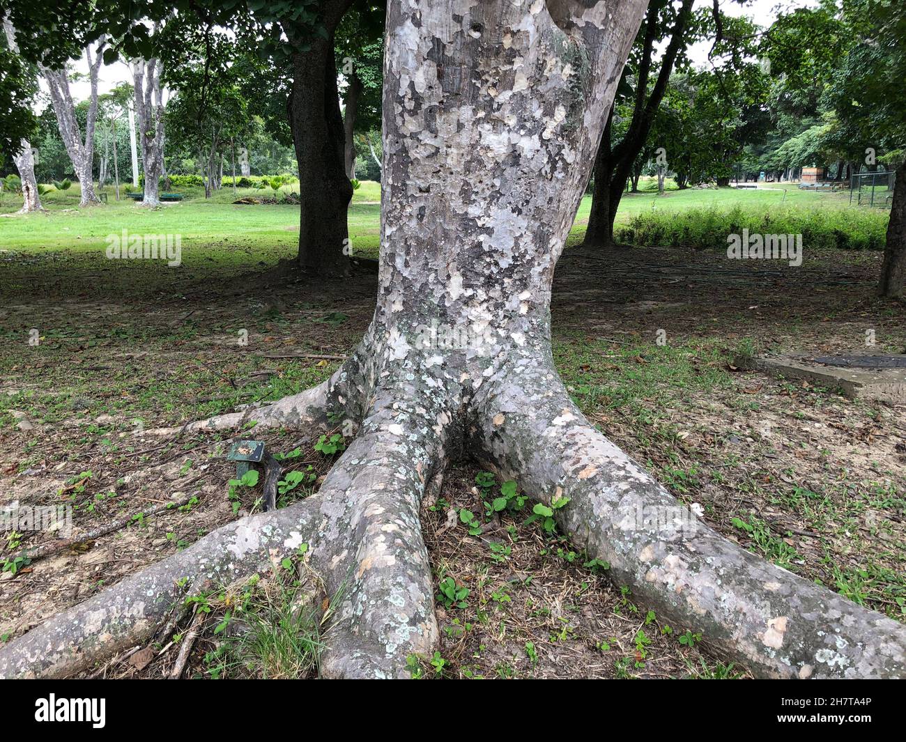 Jungle tree trunk buttress roots hi-res stock photography and images ...