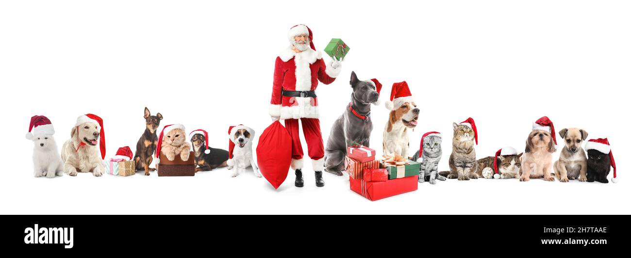 Santa Claus with gifts and group of animals on white background Stock ...