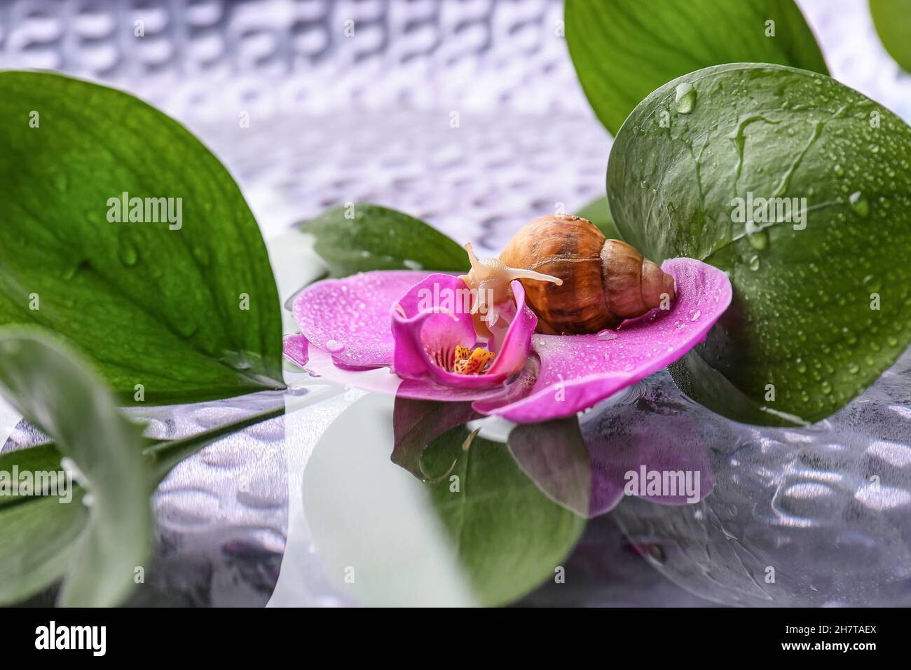 Small snail and orchid flower with leaves on water Stock Photo - Alamy