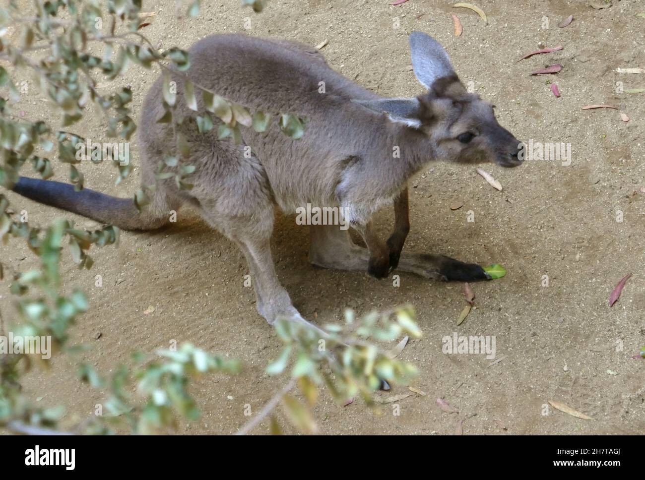 Los Angeles, California, USA 11th November 2021 A general view of ...