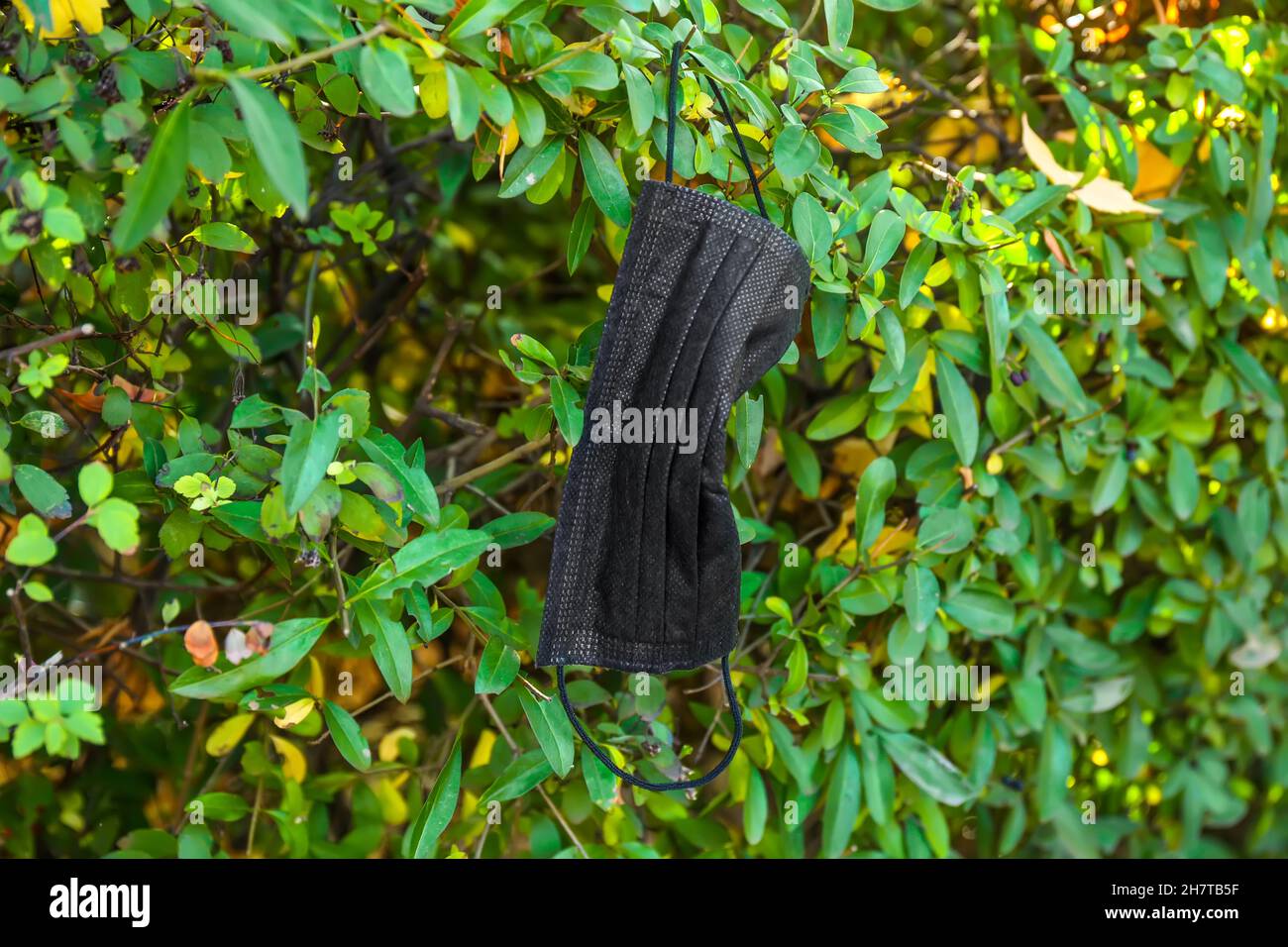 Used medical mask on bush in park Stock Photo - Alamy