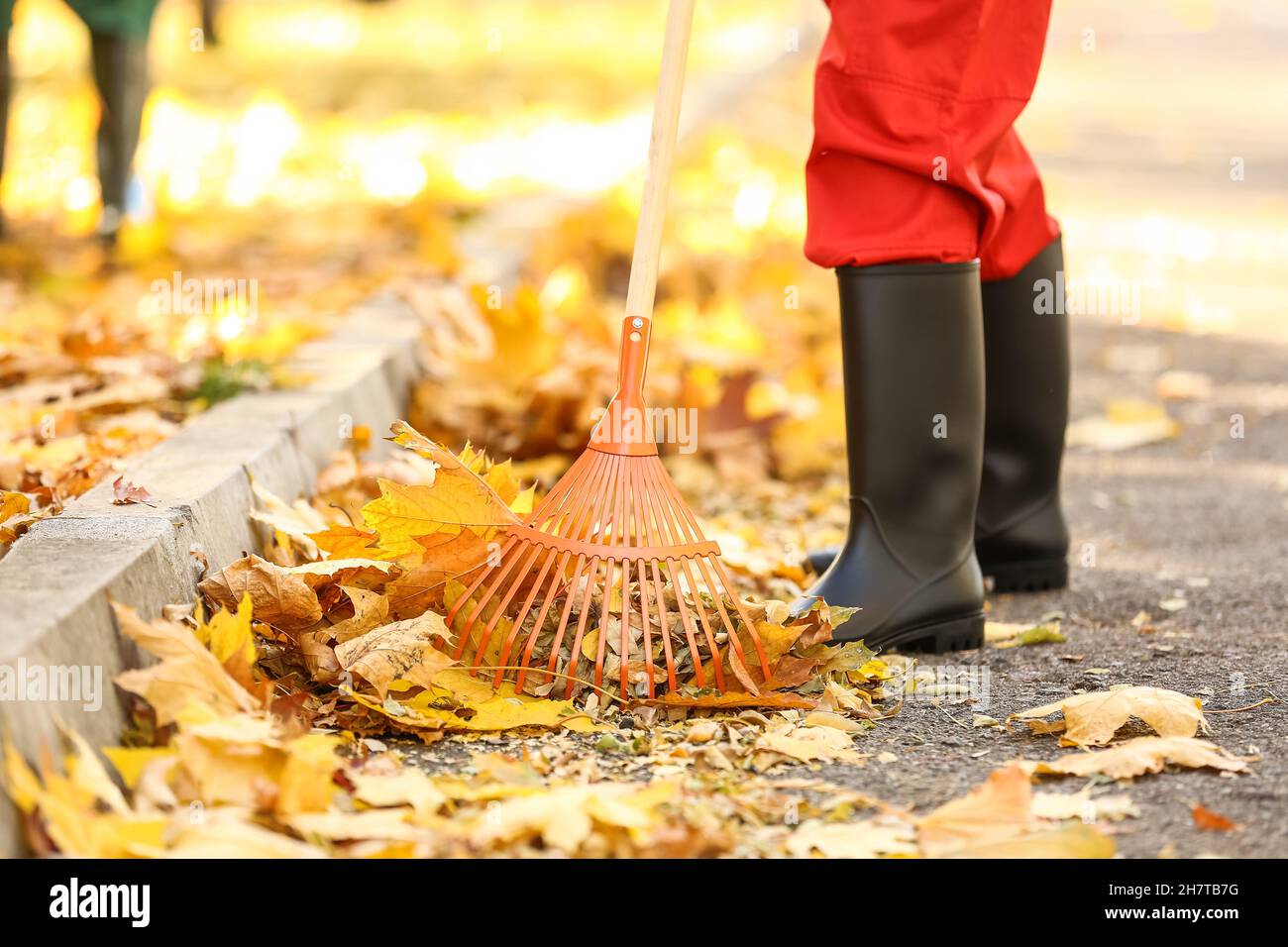 Worker gathering autumn leaves outdoors Stock Photo - Alamy