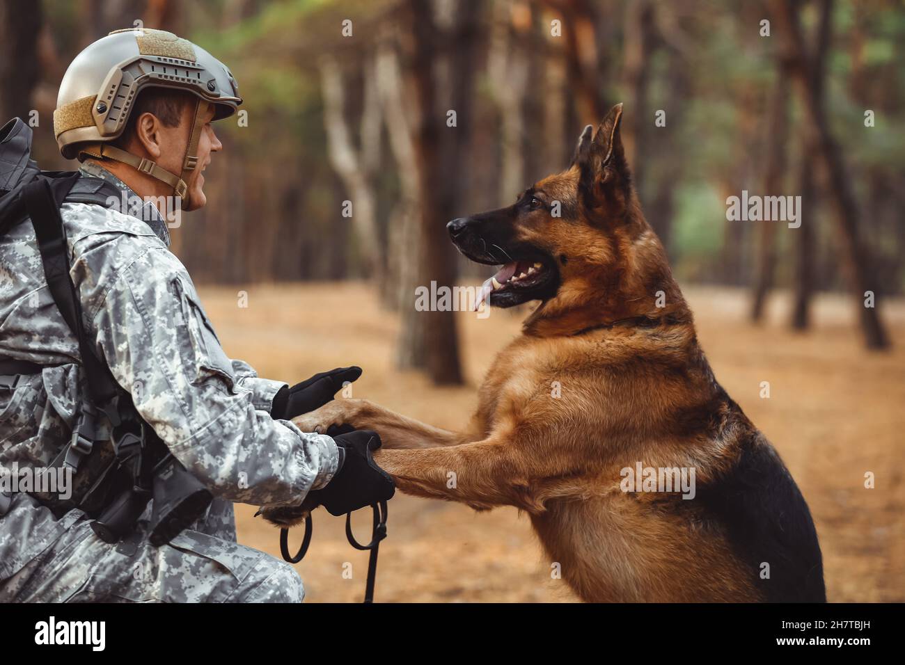 Military working dog giving paw to soldier outdoors Stock Photo - Alamy
