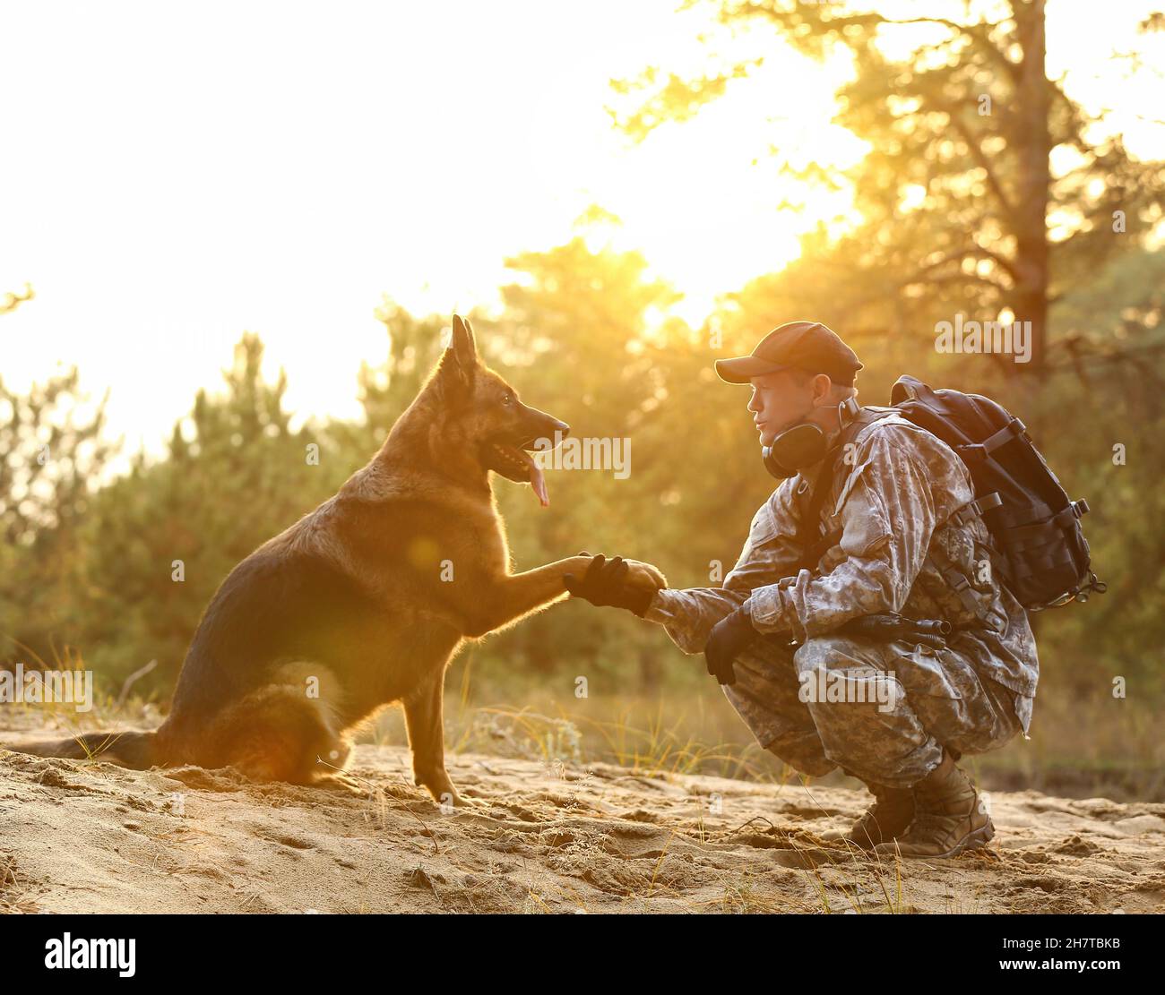 Military working dog giving paw to soldier outdoors Stock Photo - Alamy