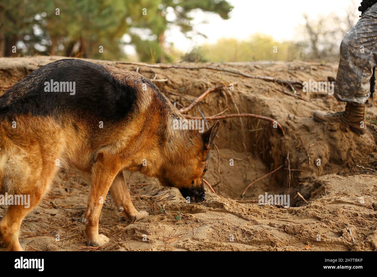 Military mine dog hi-res stock photography and images - Alamy