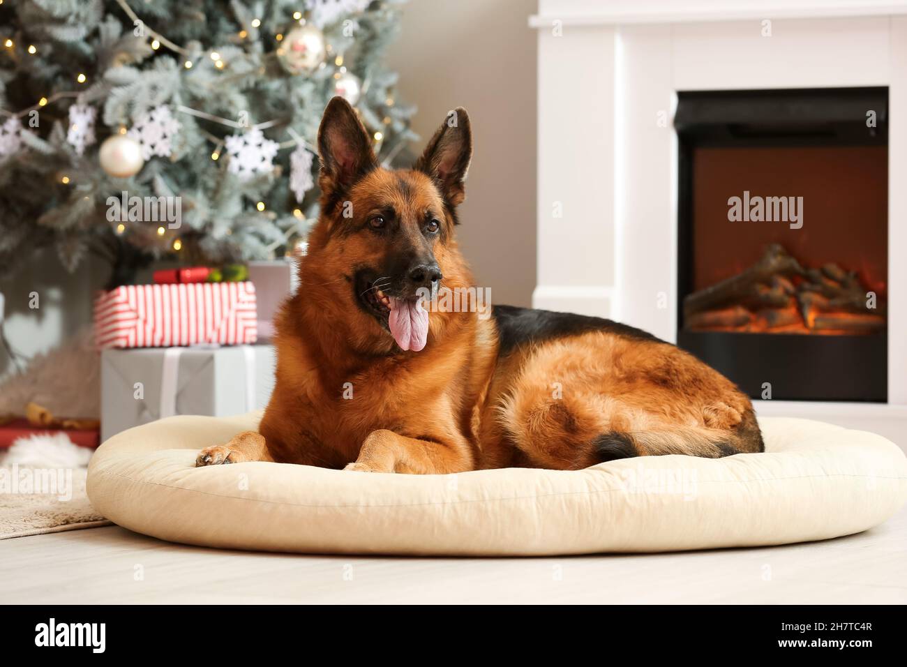 Cute German Shepherd dog at home on Christmas eve Stock Photo - Alamy