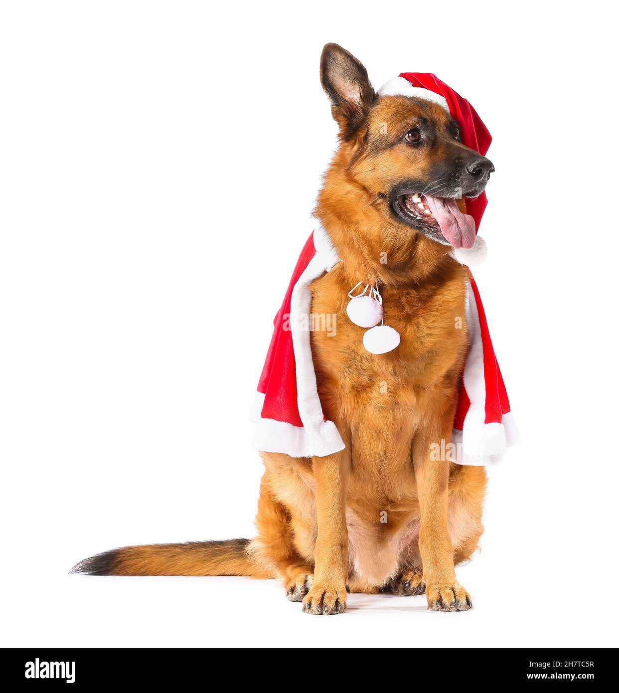 Cute German Shepherd dog in Santa costume on white background Stock ...