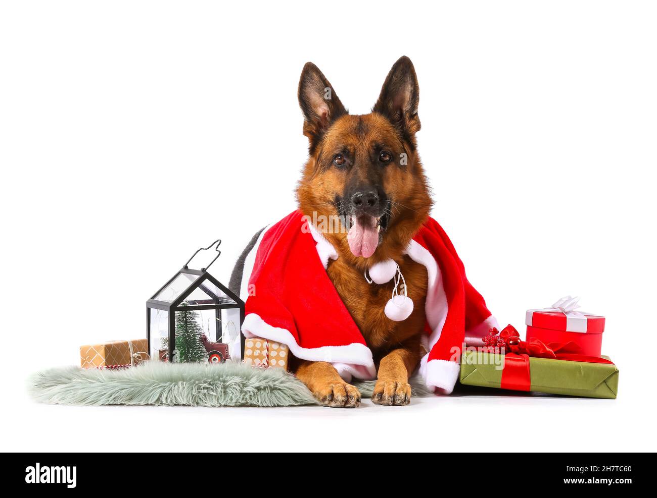 Cute German Shepherd dog in Christmas costume and with gifts on white ...