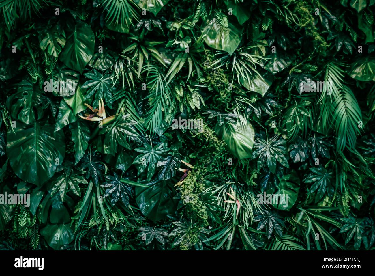 Tropical leaves as nature and environmental background, botanical ...