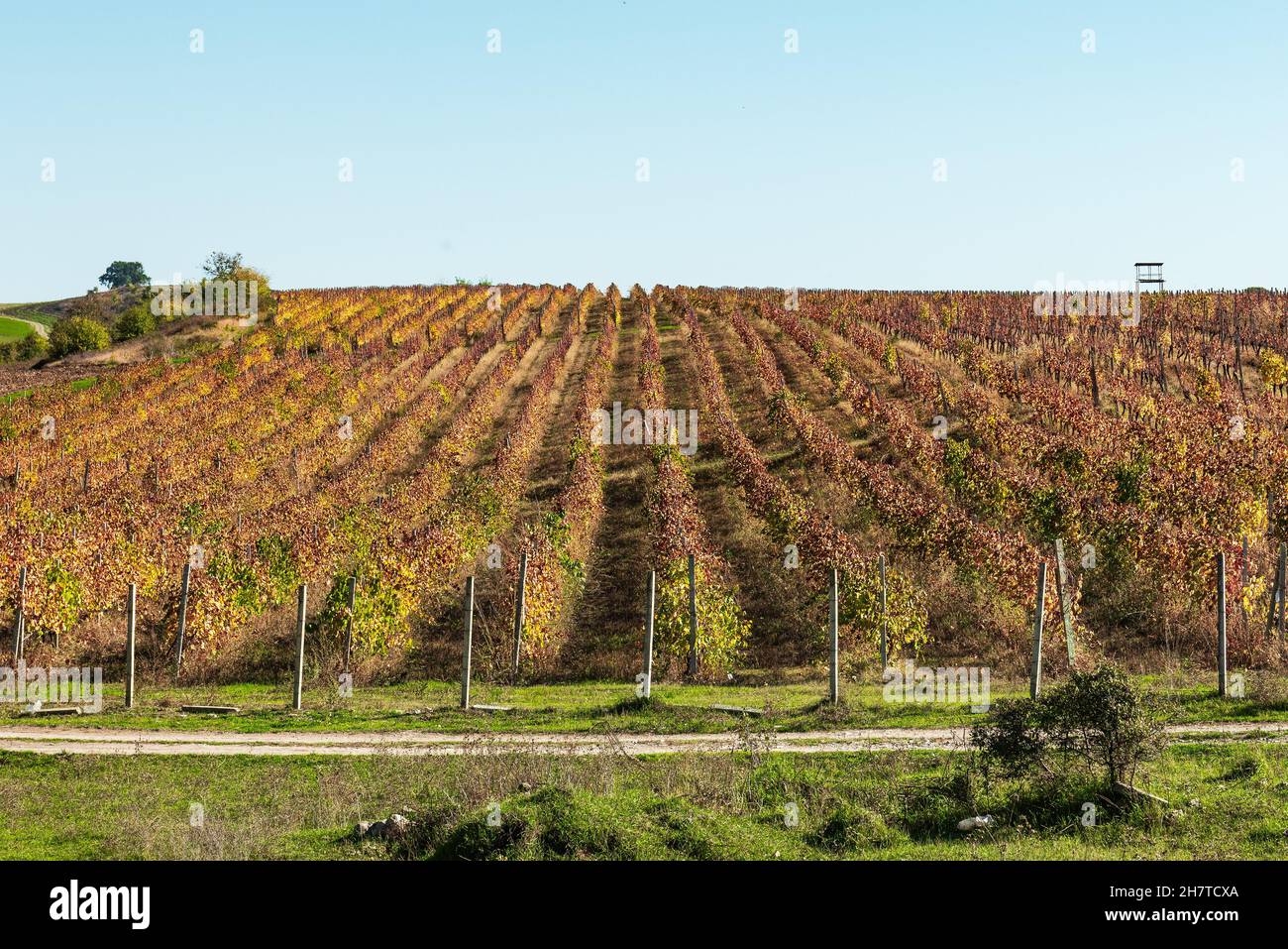 Vineyard plantations hi-res stock photography and images - Alamy