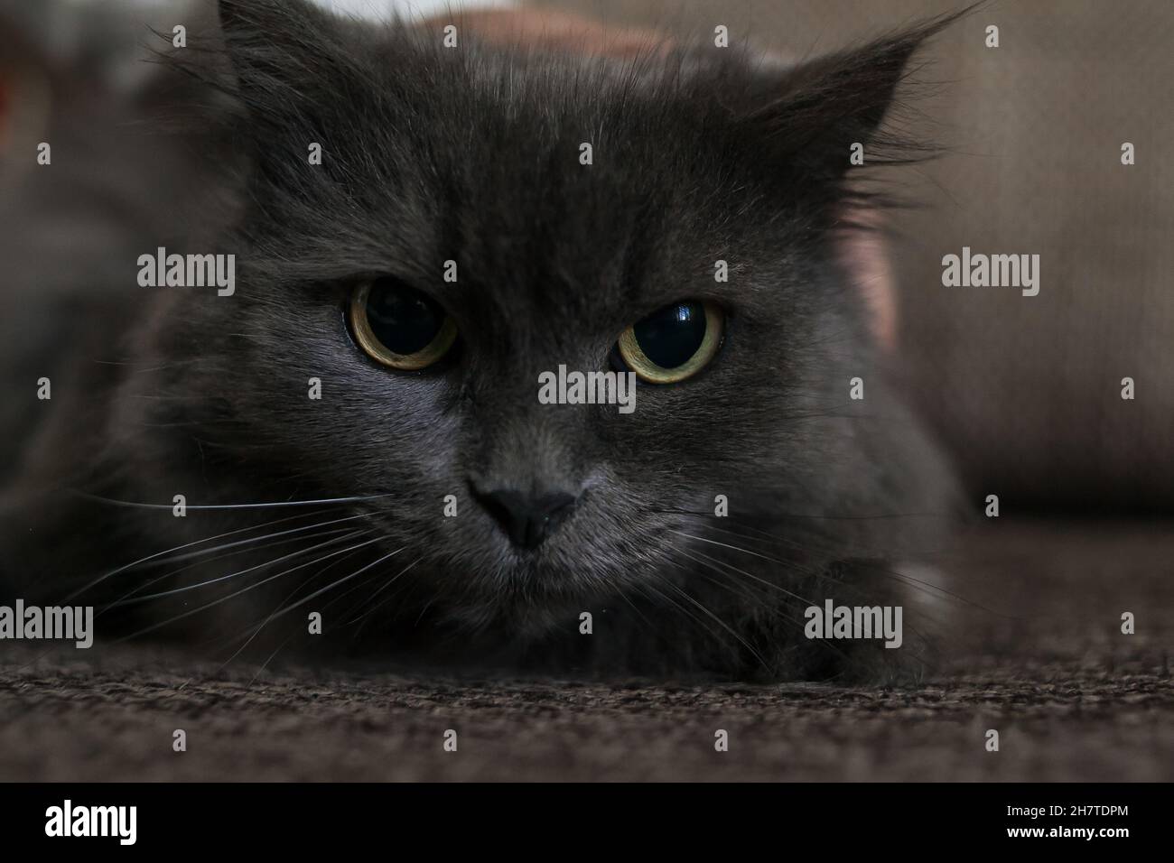 Pet portrait head hi-res stock photography and images - Alamy